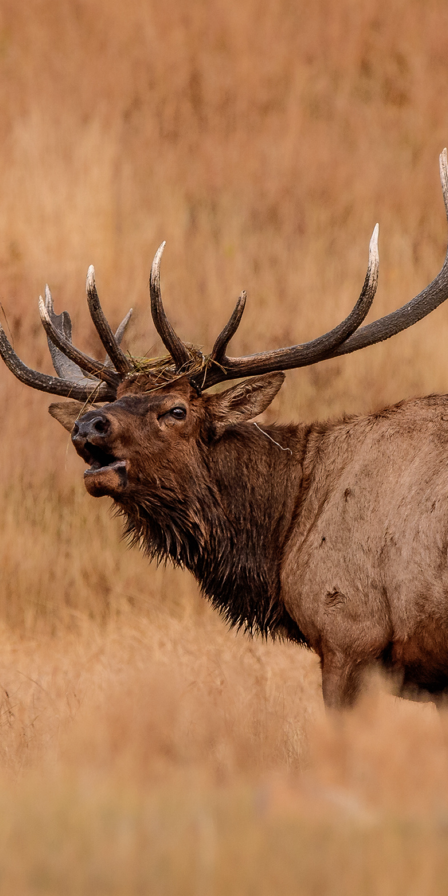 Top Taxidermists & Taxidermy Services | Trusted Trophy Preservation ...