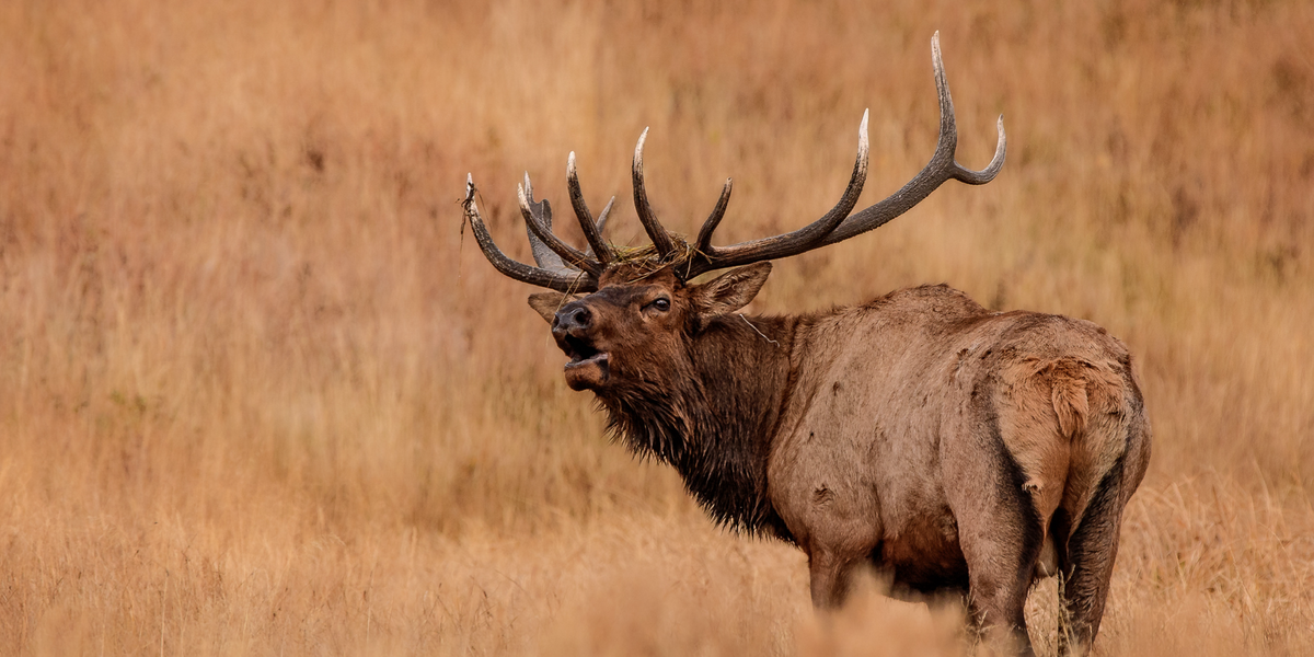 Top Taxidermists & Taxidermy Services | Trusted Trophy Preservation ...